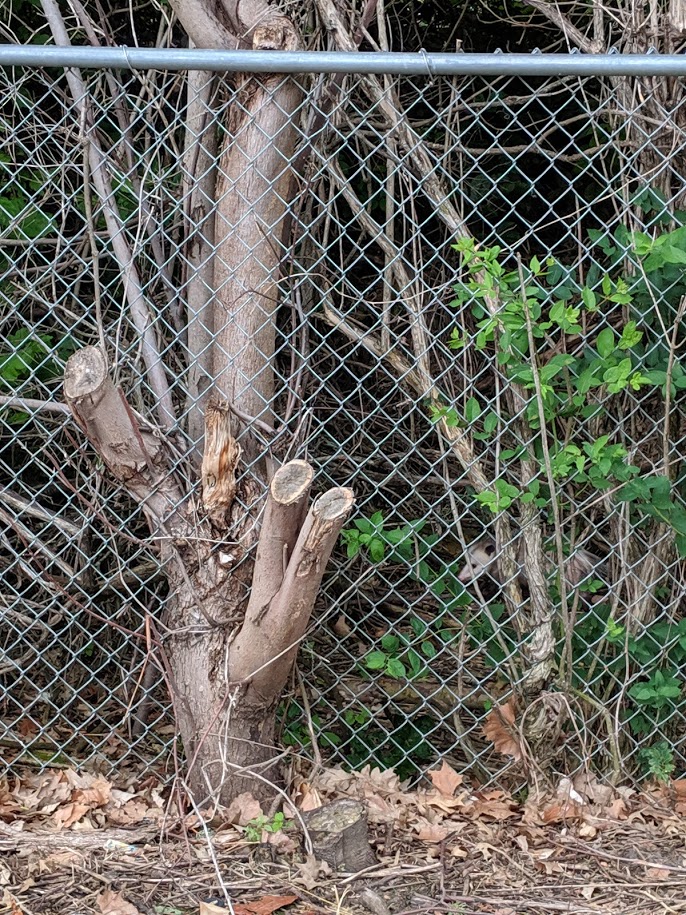 Possum and Stump – saint sinner seeker