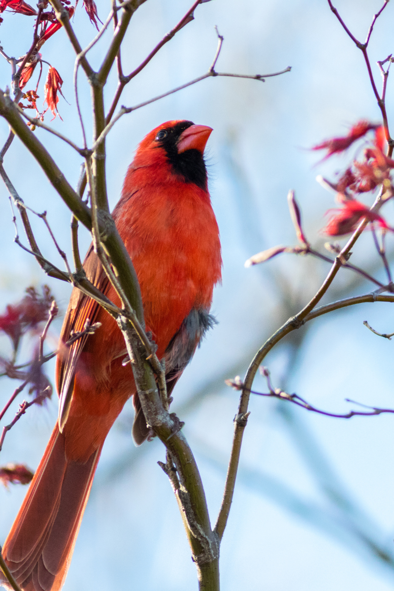 Cardinal – saint sinner seeker